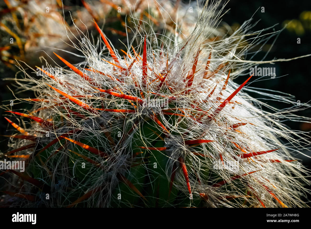 Hairy cacti hi-res stock photography and images - Alamy