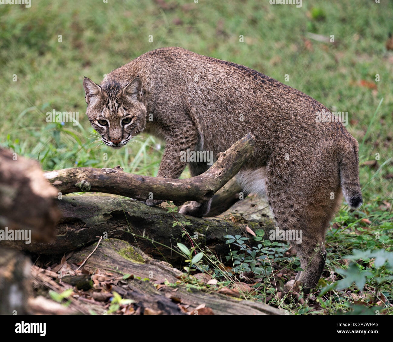 Bobcat close up walking by its den showing its body, head, ears, eyes ...