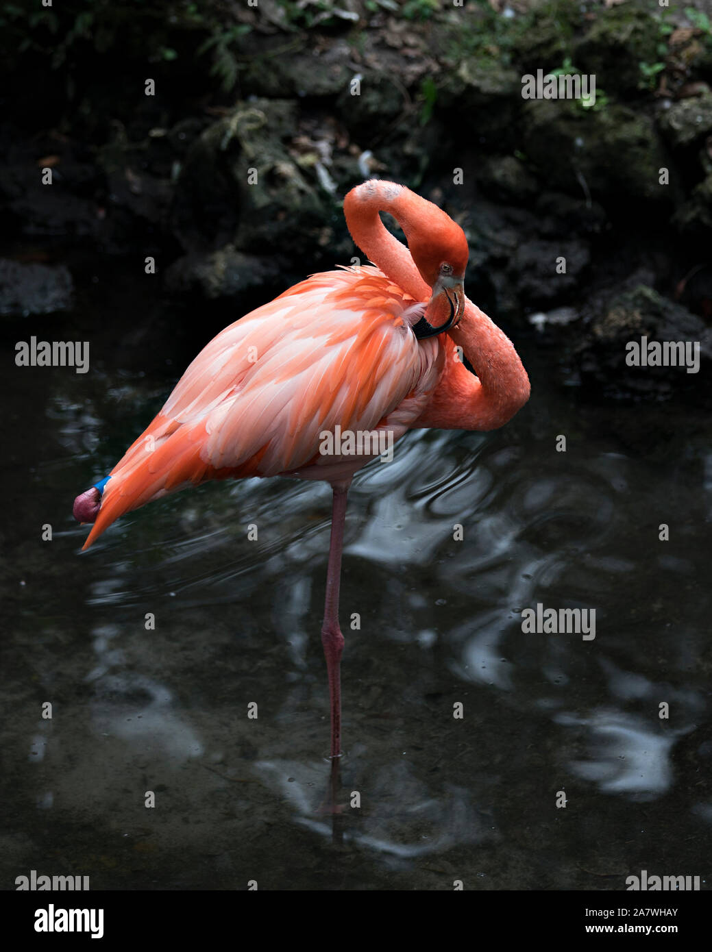 Flamingo bird in the water exposing its body, wings, long neck, head ...