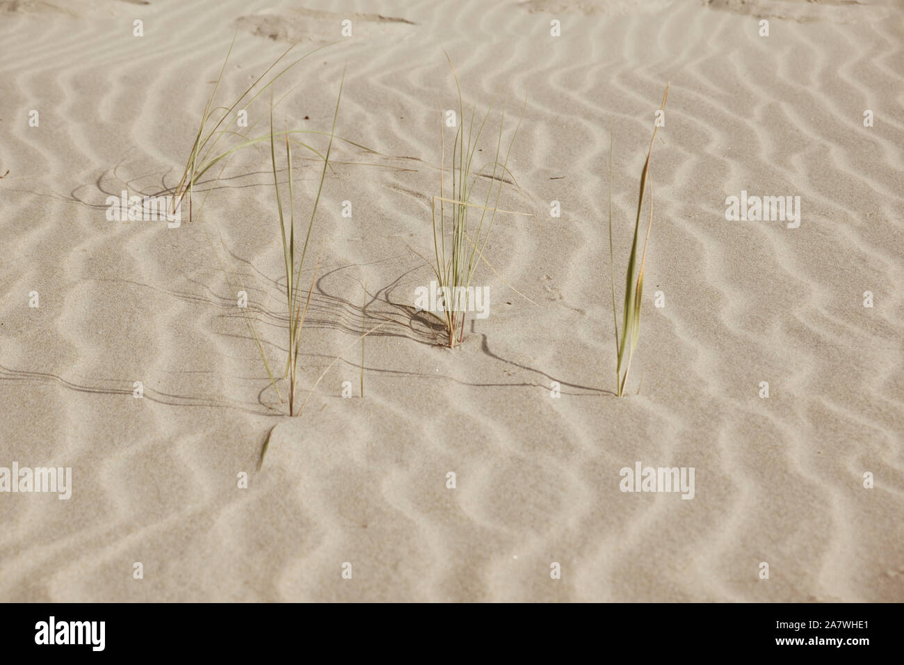 close up of green grass growing on a sandy beach Stock Photo - Alamy