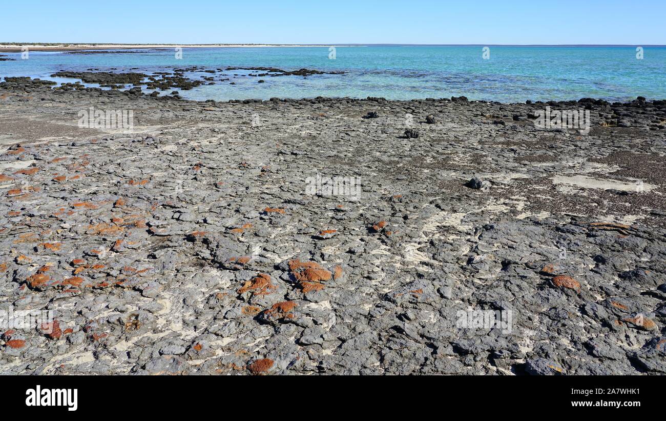 View of microbial mats stromatolites at the Hamelin Pool in Shark Bay ...