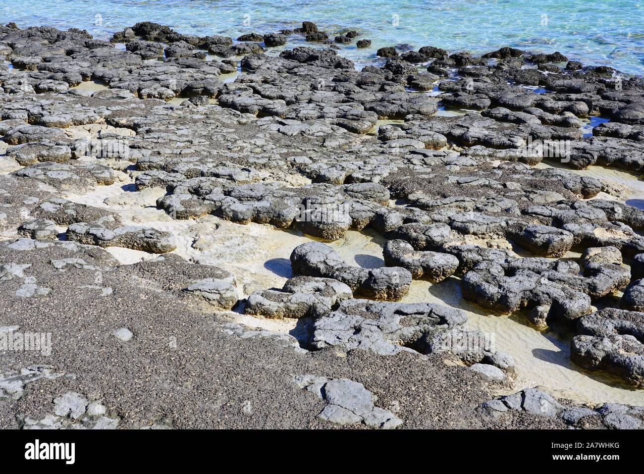 View of microbial mats stromatolites at the Hamelin Pool in Shark Bay ...