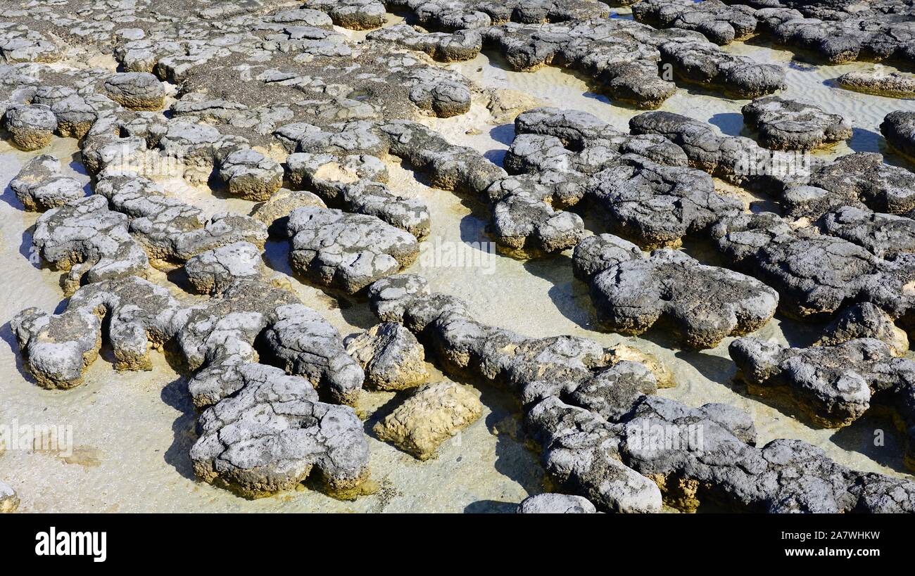 View of microbial mats stromatolites at the Hamelin Pool in Shark Bay ...