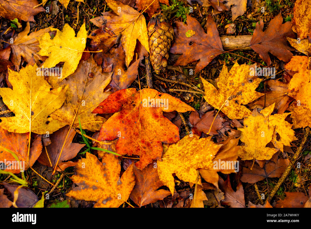 Autumnal woodland landscape: Beautiful autumn leaves and scenery in a ...