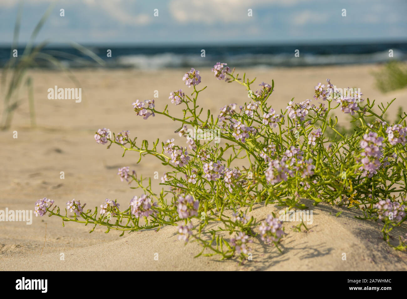 close up of a Cakile maritima known as European searocket growing on a ...