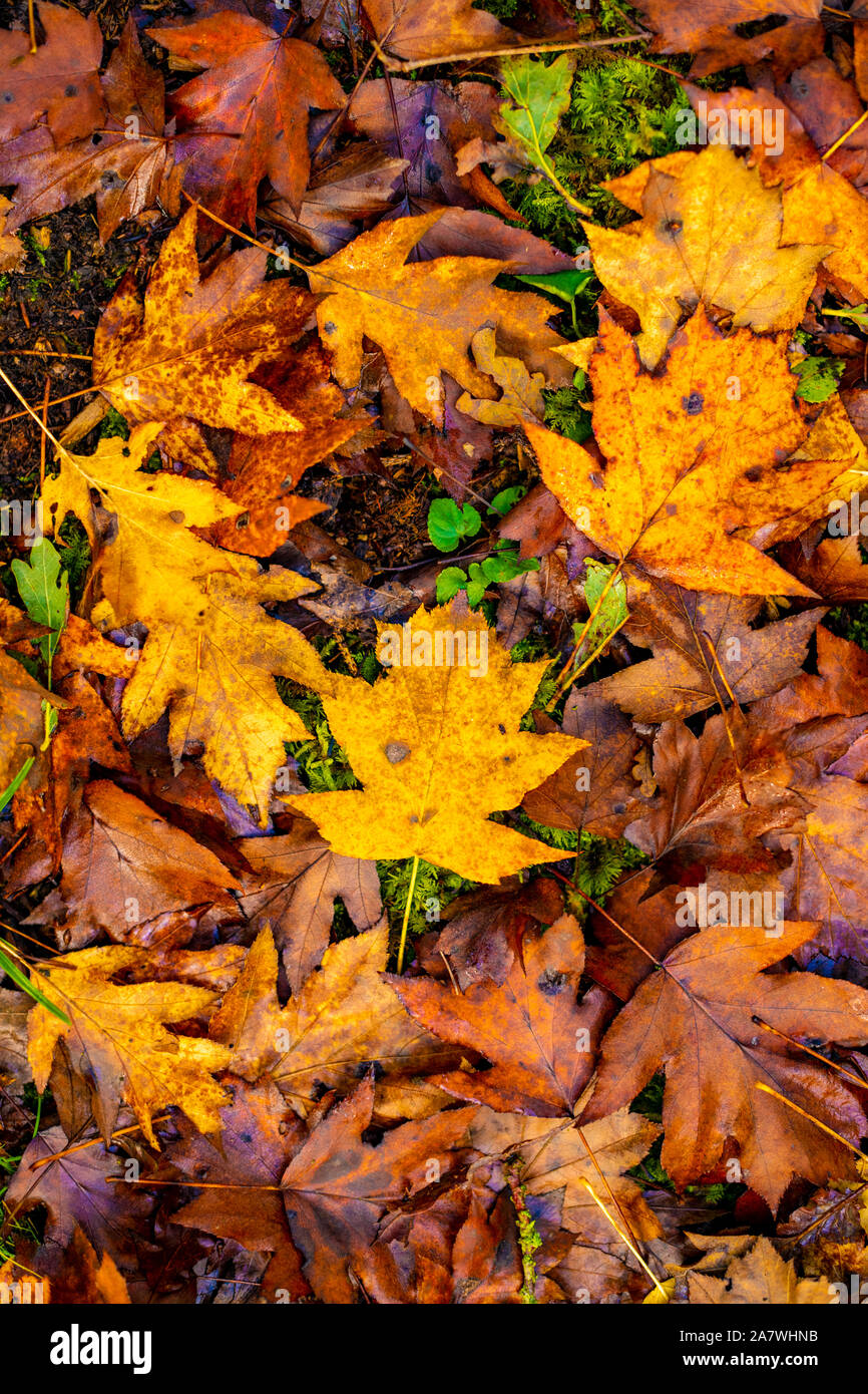 Autumnal woodland landscape: Beautiful autumn leaves and scenery in a ...
