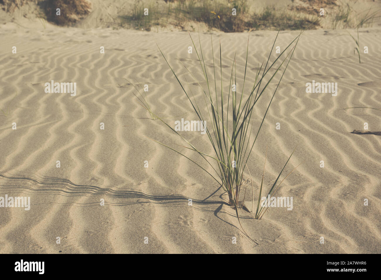 Grass growing on a sandy beach hi-res stock photography and images - Alamy