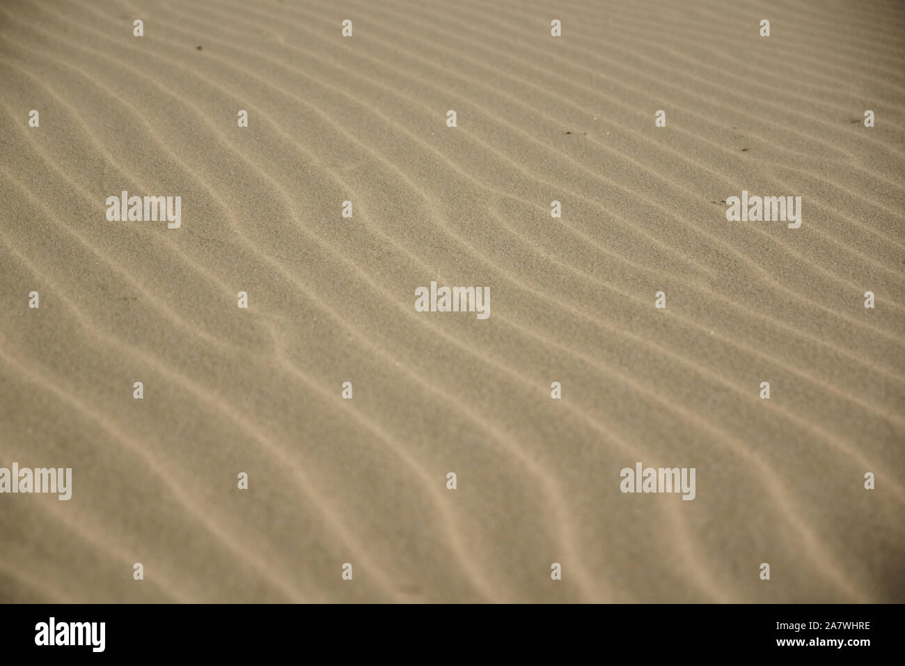 detail of a ripple marks on a sandy beach asn an effect of an eolic ...