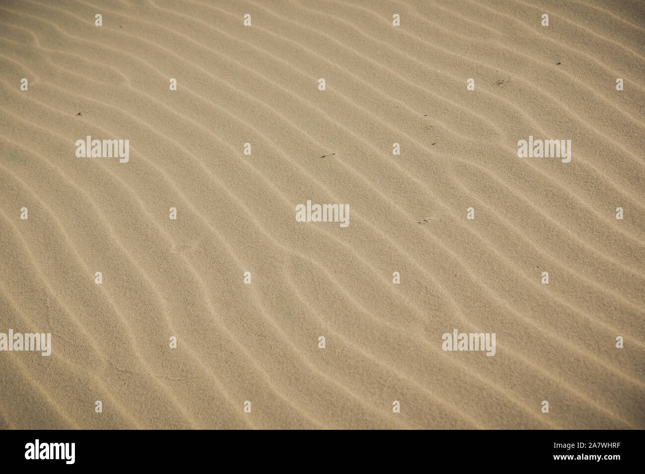 detail of a ripple marks on a sandy beach asn an effect of an eolic ...