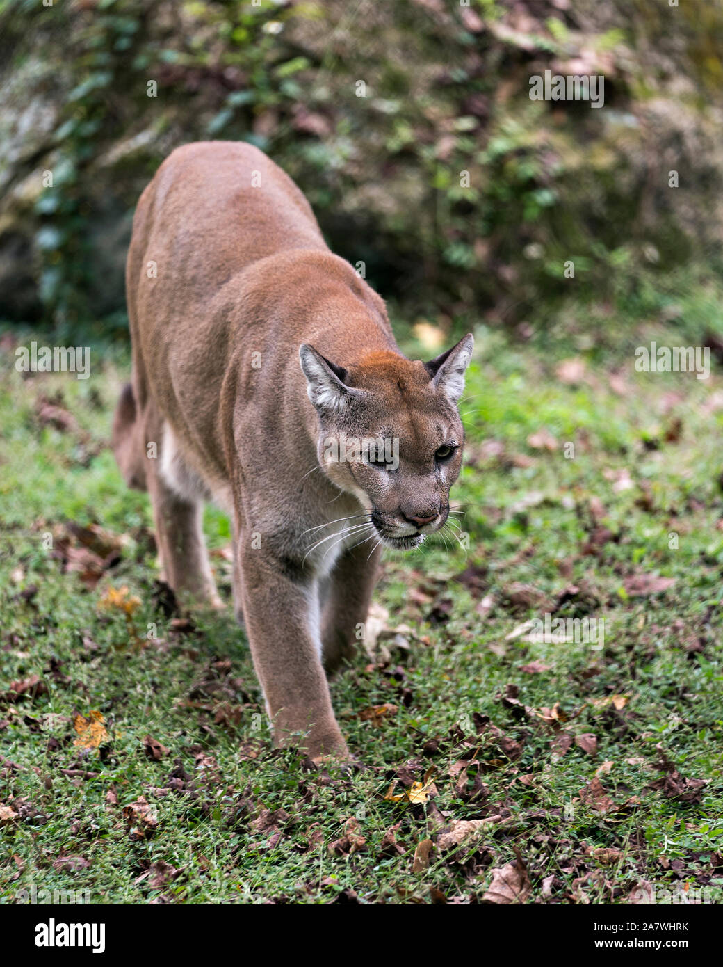 Florida Panther walking with a close up view enjoying its environment ...