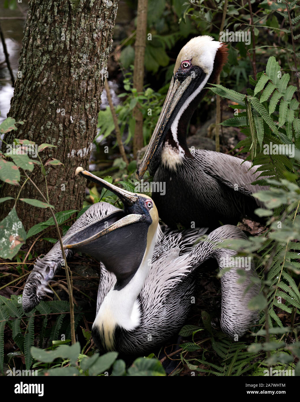Brown pelican adult couple with a interaction enjoying life in their ...