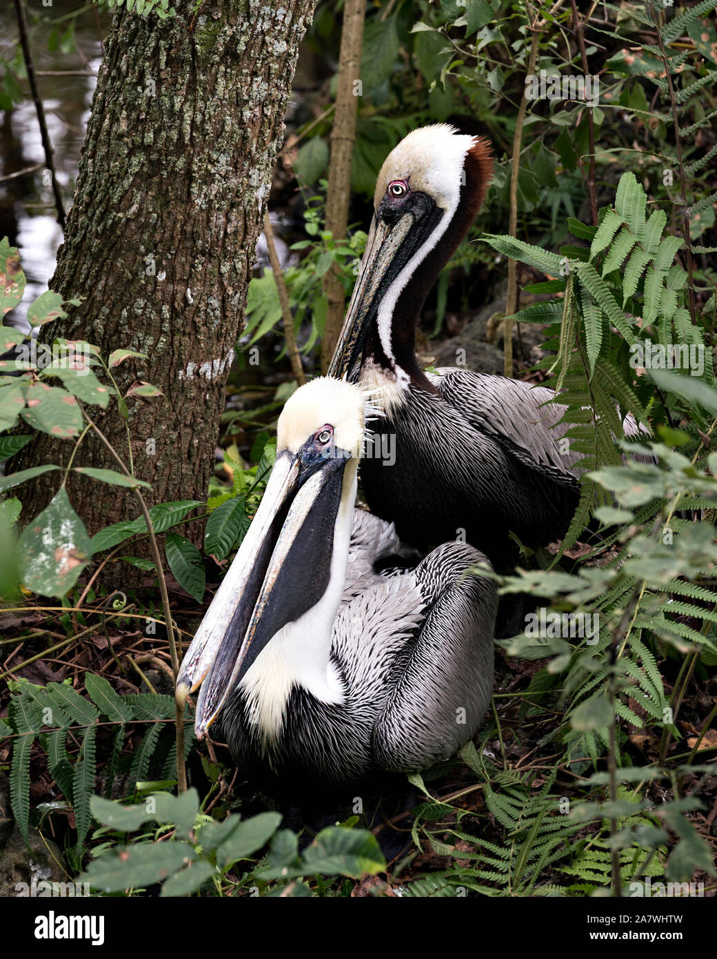 Brown pelican adult couple with a interaction enjoying life in their ...