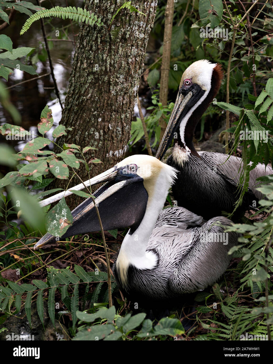 Brown pelican adult couple with a interaction enjoying life in their ...