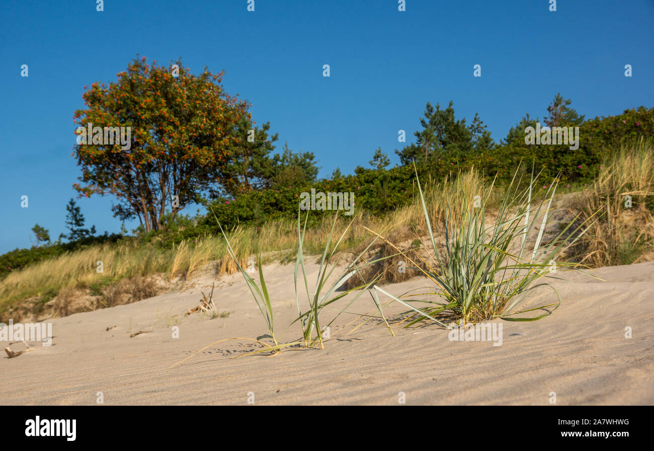 Grass growing on a sandy beach hi-res stock photography and images - Alamy