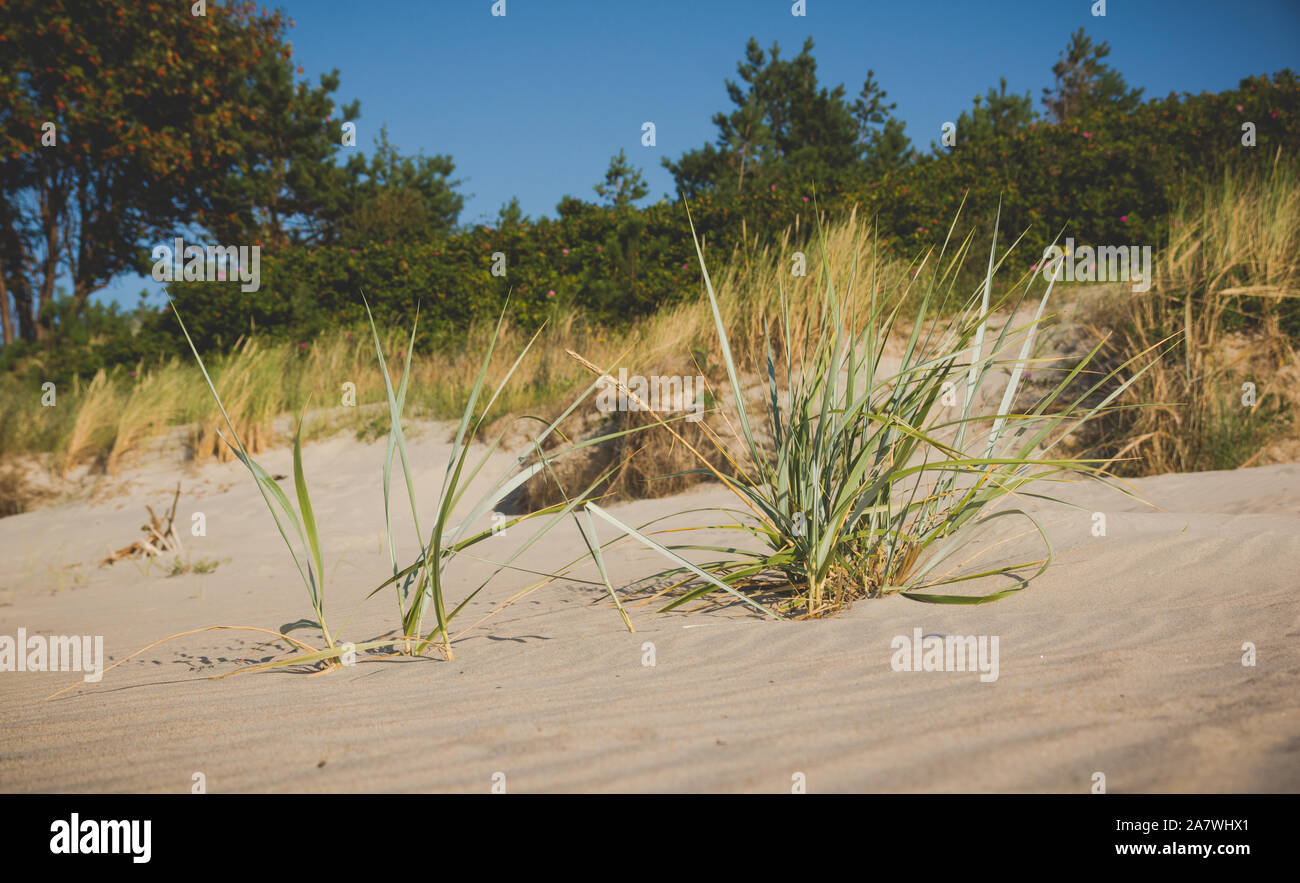 Grass growing on a sandy beach hi-res stock photography and images - Alamy