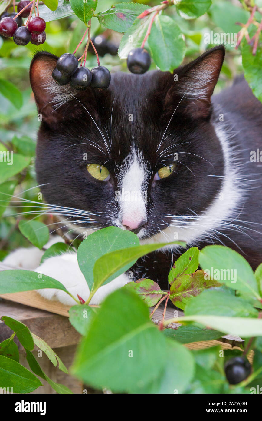 Black-and-white domestic cat in a berry Bush of chokeberry in the ...