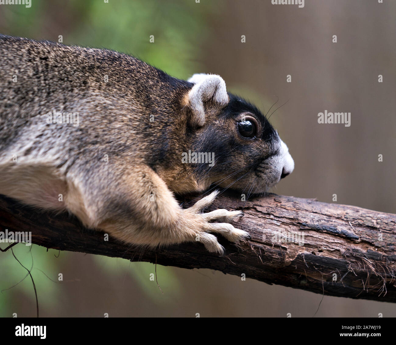 Sherman fox squirrel head close up profile view hi-res stock ...