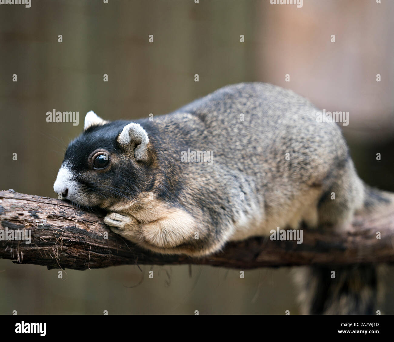 Sherman fox squirrel head close up profile view hi-res stock ...