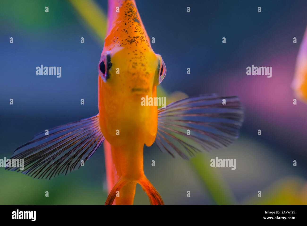 Golden angelfish hi-res stock photography and images - Alamy