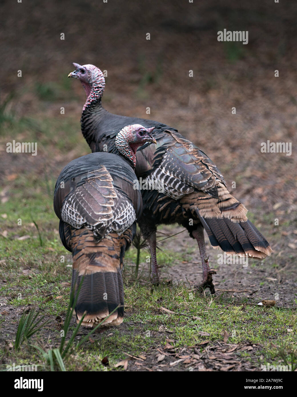 Wild turkey couple enjoying its environment and surrounding exposing ...