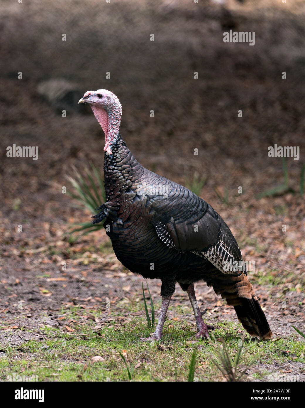 Wild turkey enjoying its environment and surrounding exposing its body ...
