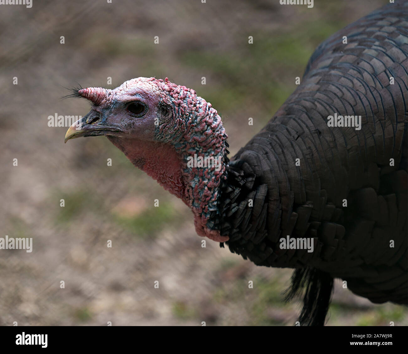 Wild turkey enjoying its environment and surrounding exposing its body ...
