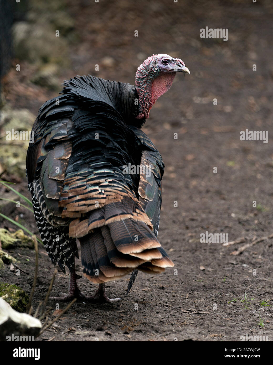 Wild turkey enjoying its environment and surrounding exposing its body ...