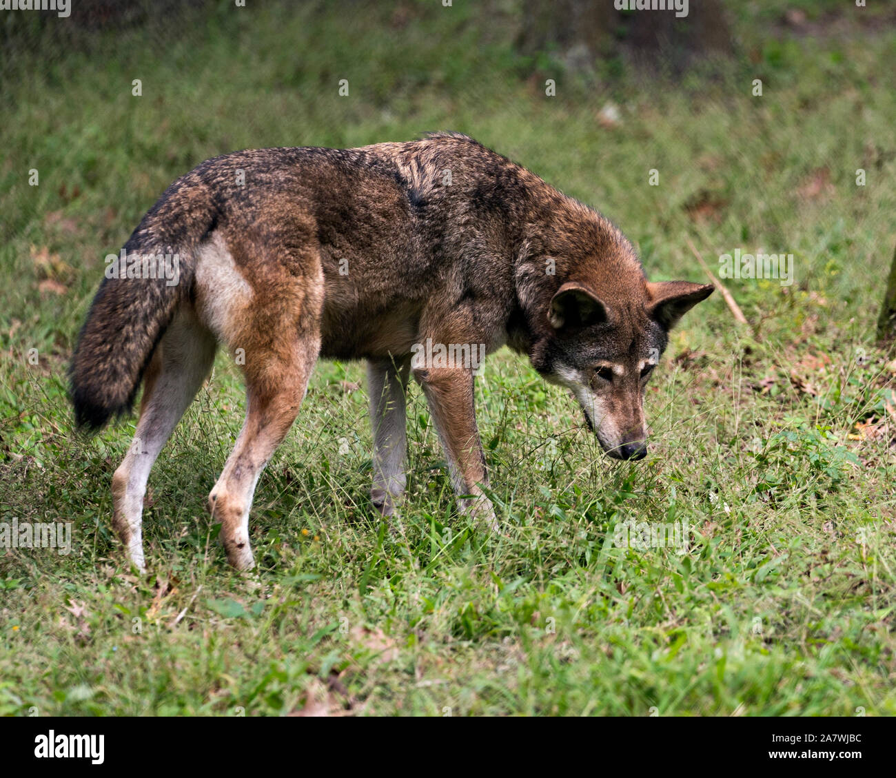 Wolf Tail Wolf Tail Hi Res Stock Photography And Images Alamy