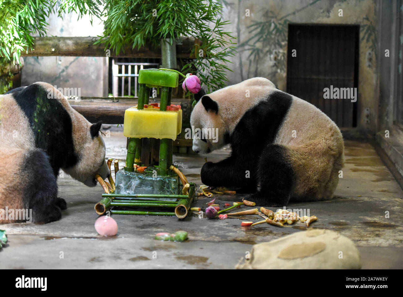 Giant panda brothers Chengjiu and Shuanghao enjoy bamboo shoots and ice ...