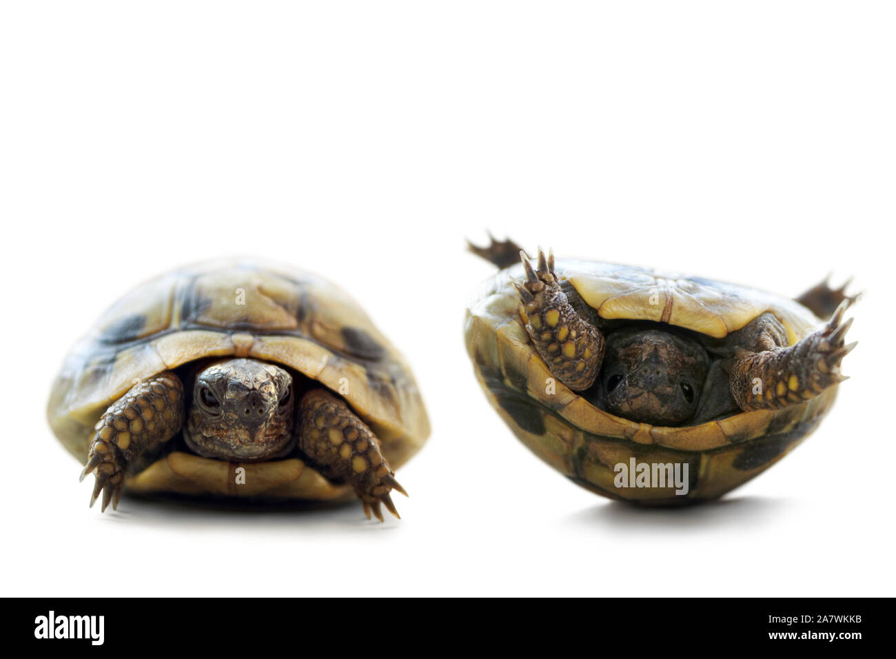 Turtle turn up Stock Photo - Alamy