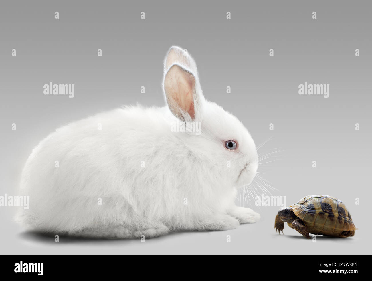 Rabbit vs turtle Stock Photo - Alamy