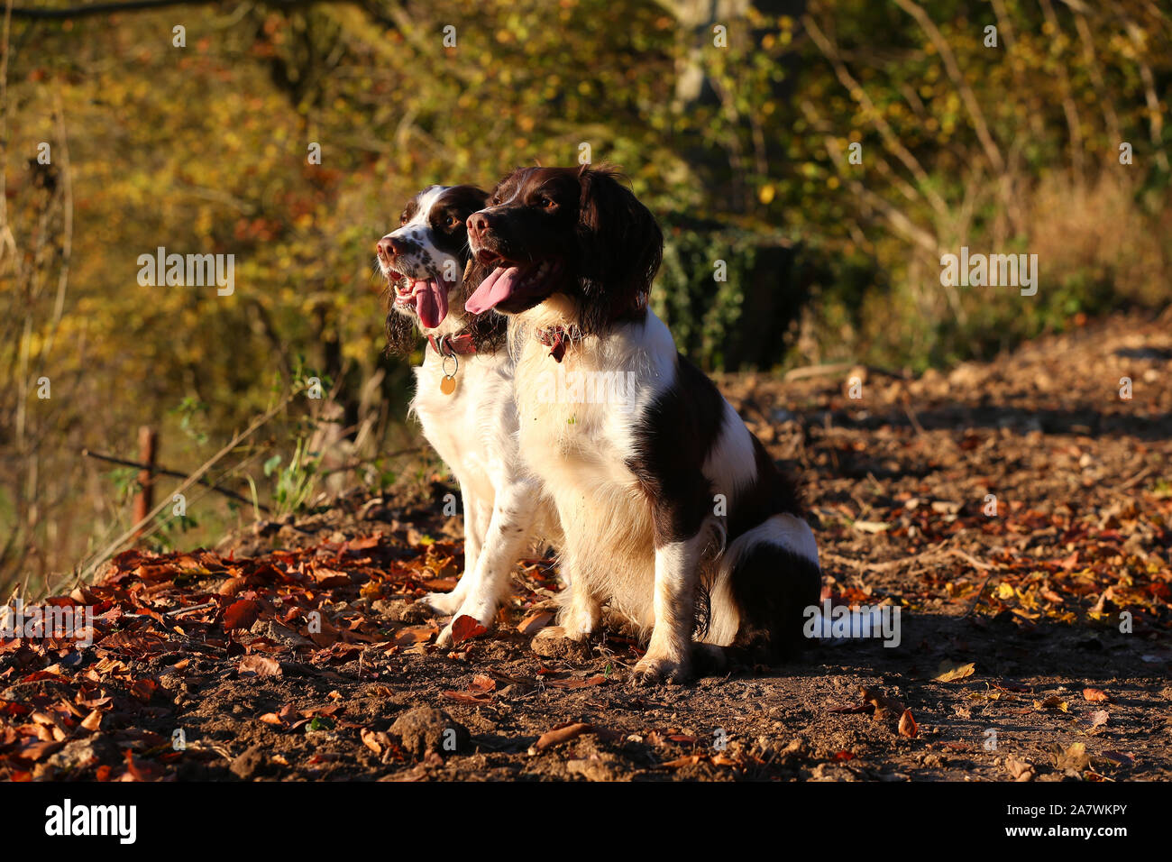 English springer spaniel fall hi-res stock photography and images - Alamy