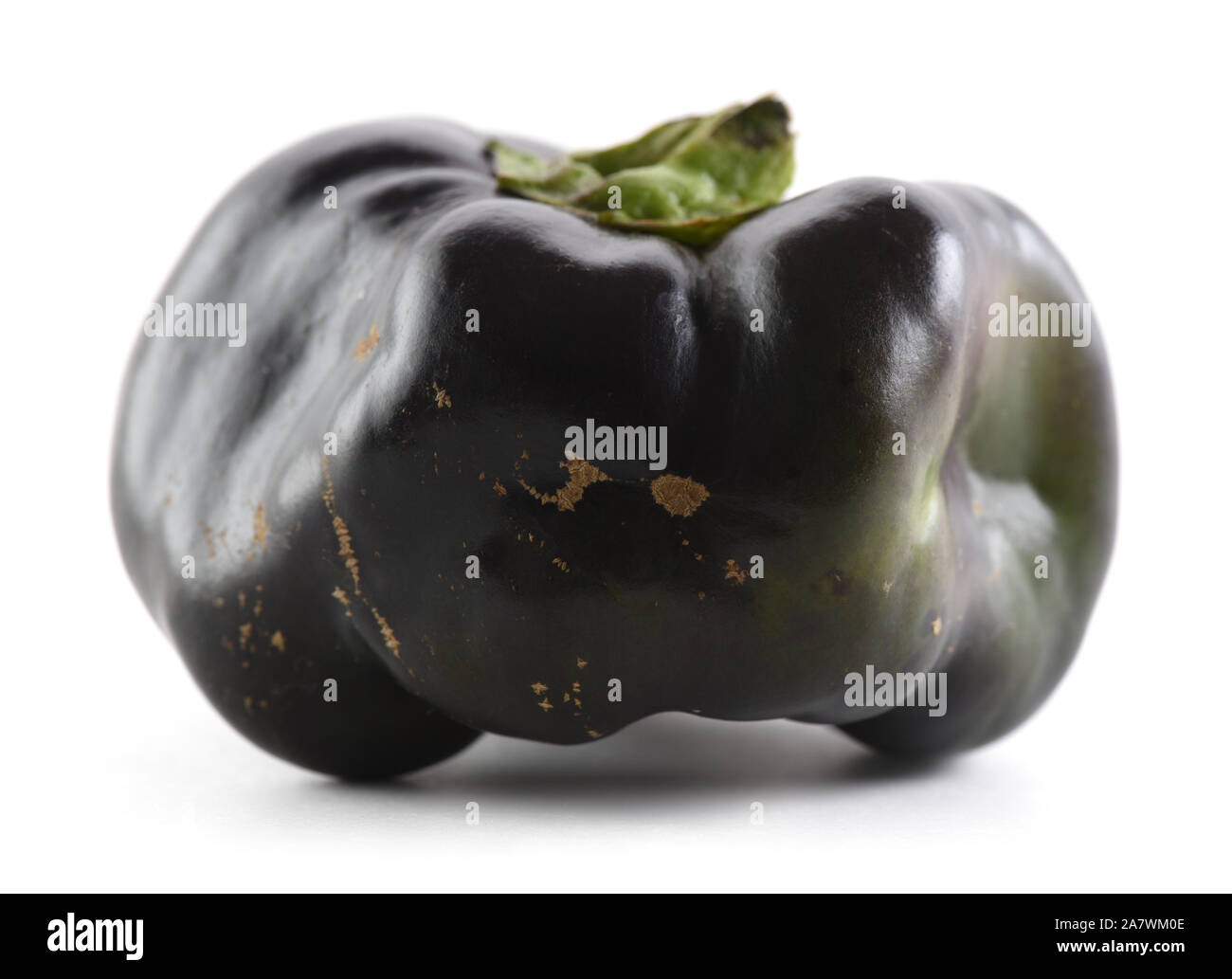 Ugly black sweet pepper isolated on white background. Organic heirloom ...