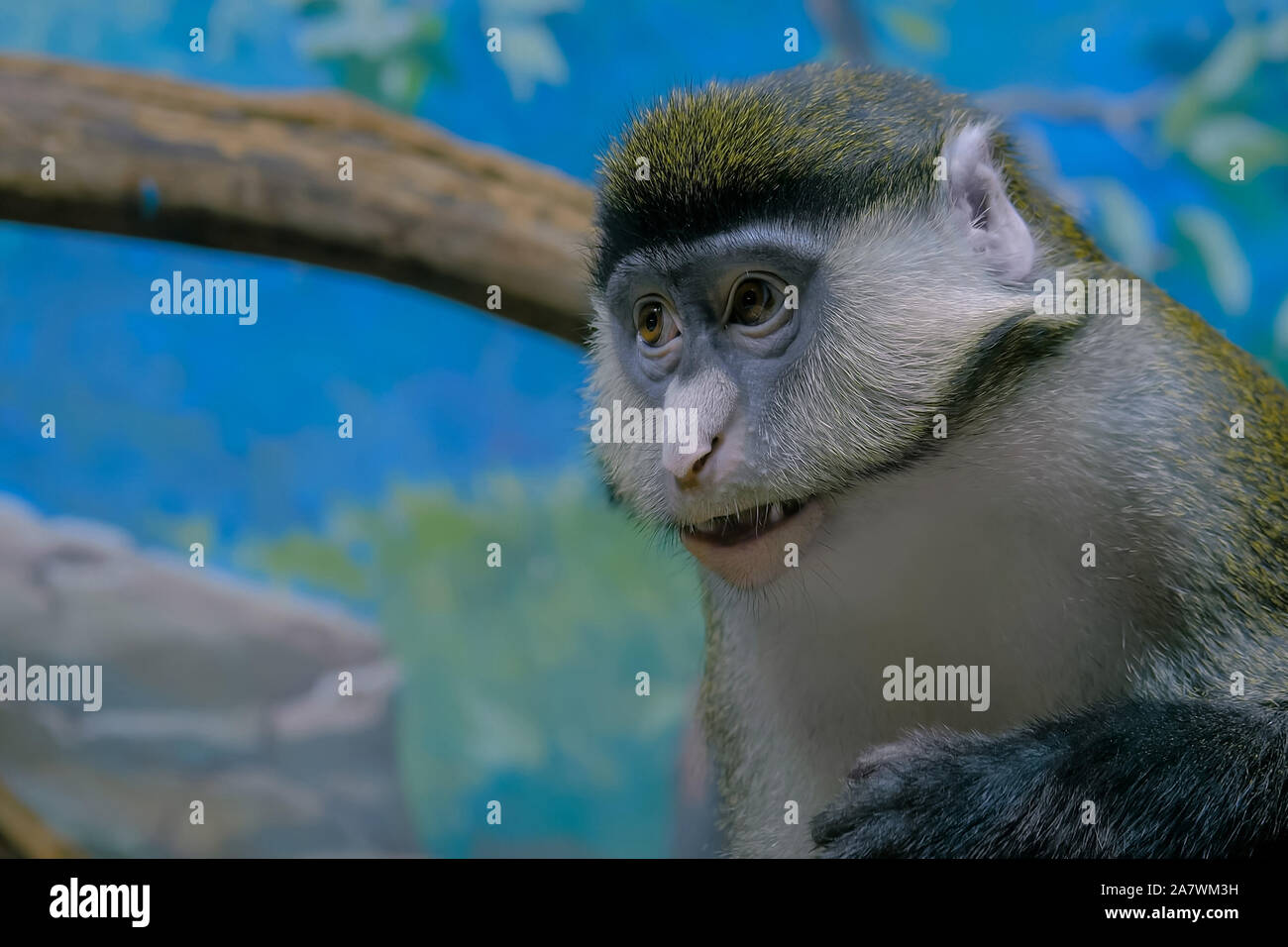 Green monkey looking around Stock Photo - Alamy