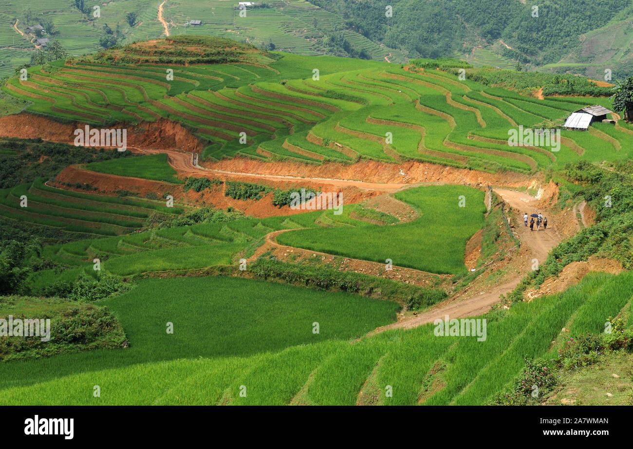 Vietnamese rice fields at Sapa area in Vietnam, Asia Stock Photo - Alamy