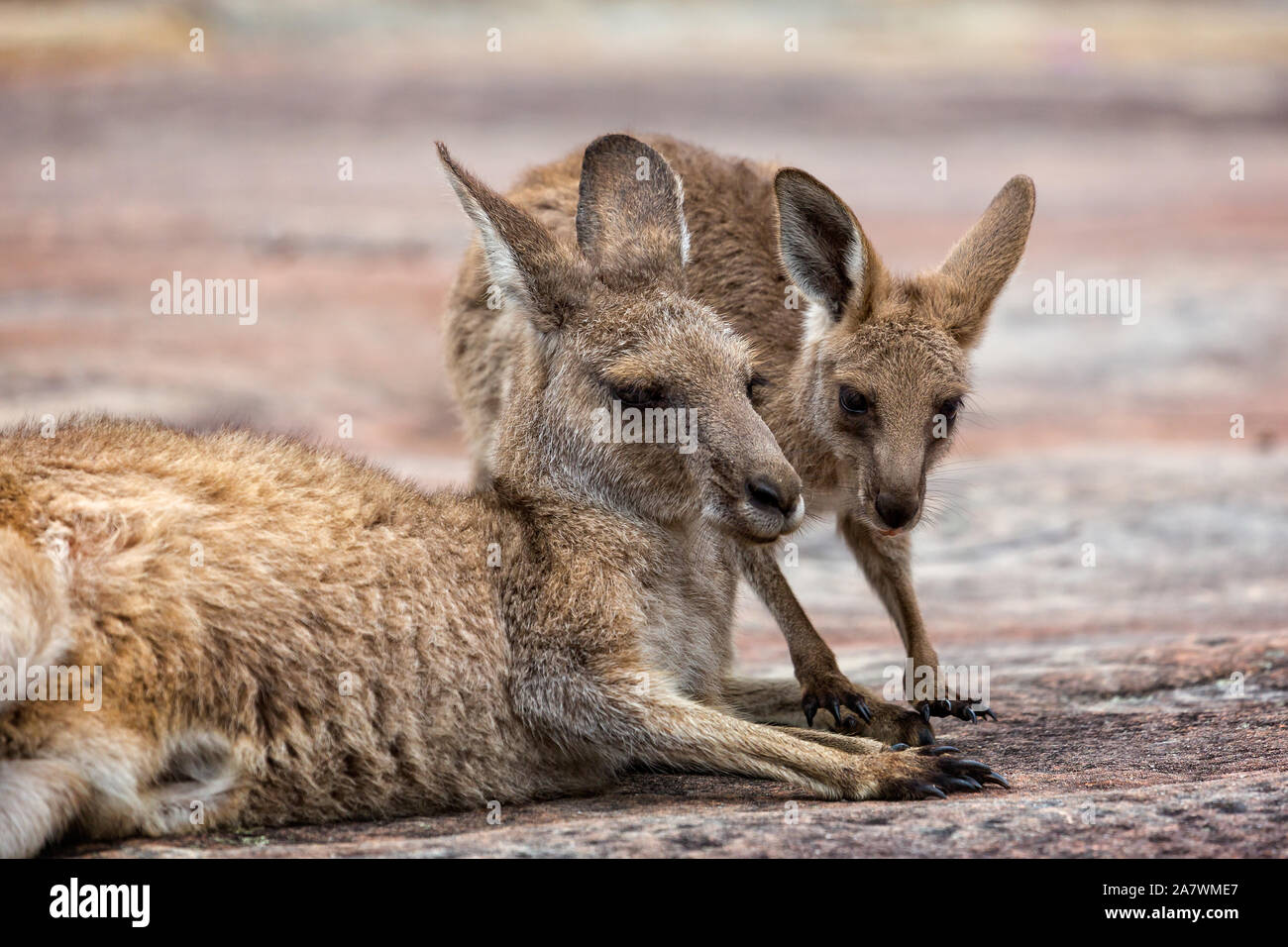 Joey Baby Kangaroo Called A