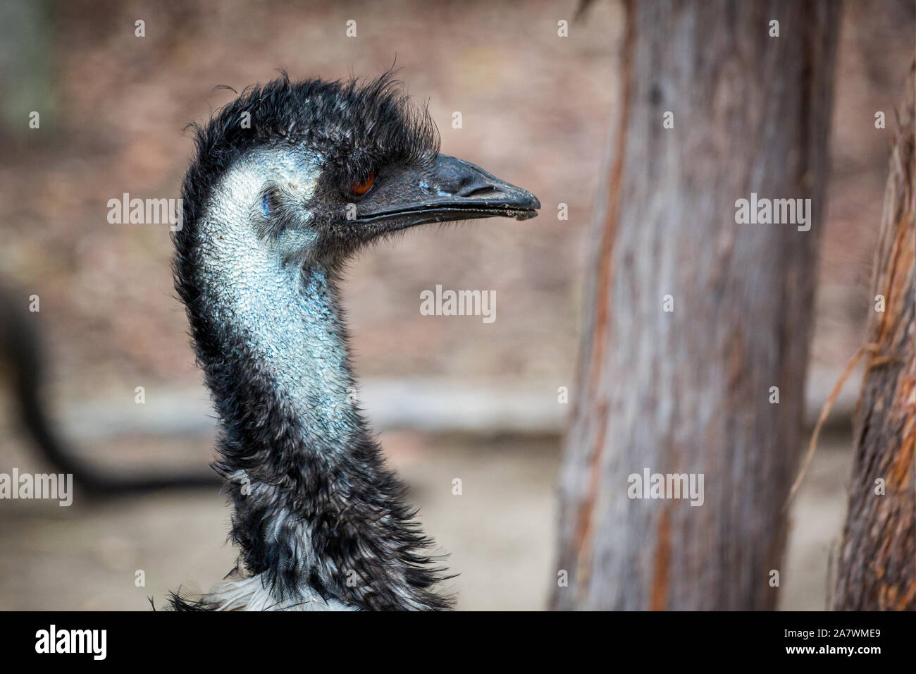 Side stare up hi-res stock photography and images - Alamy