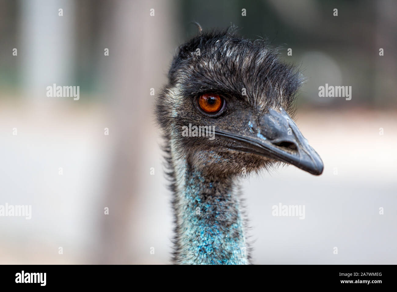 Head view of emu hi-res stock photography and images - Alamy