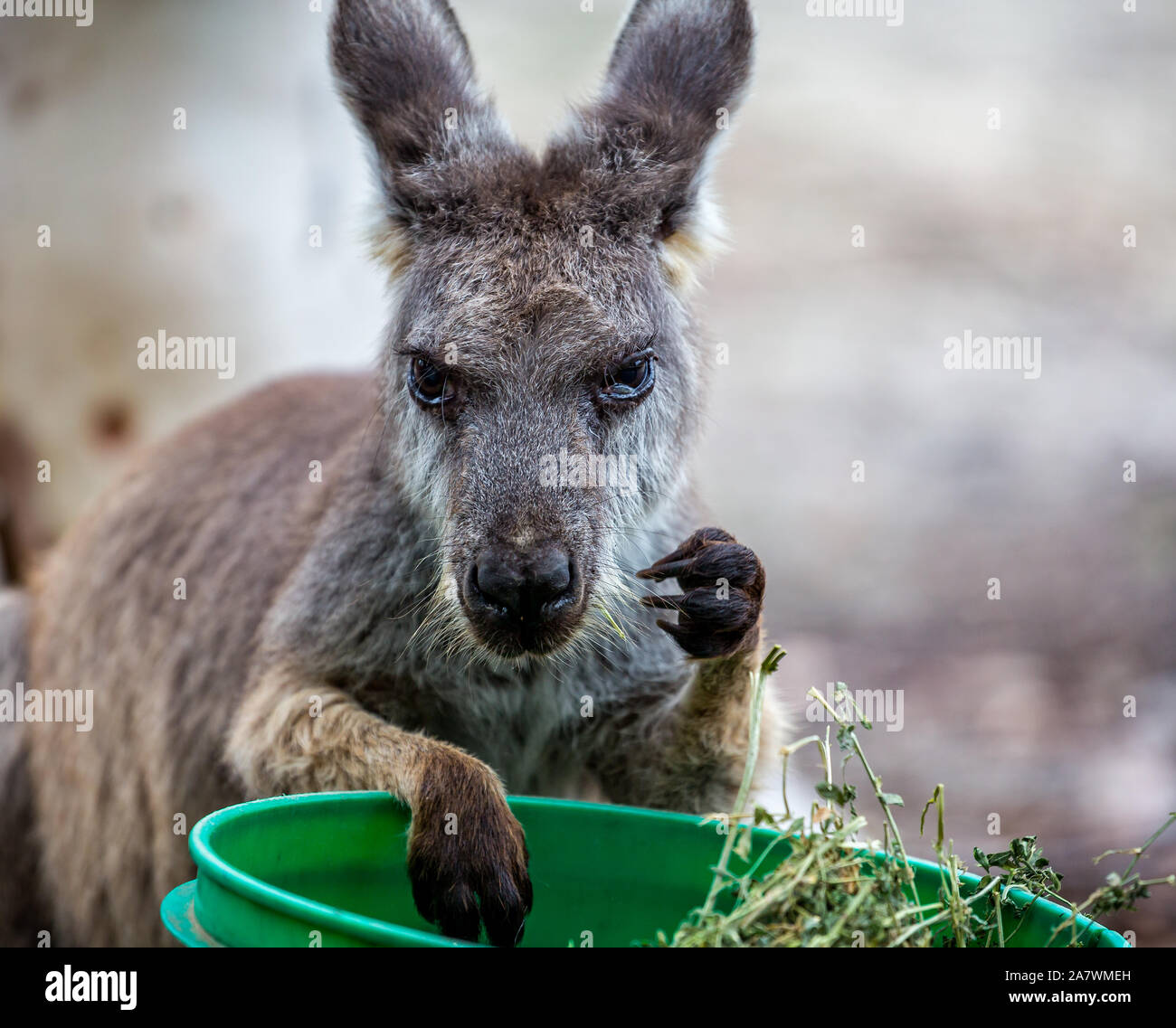 Kangaroo paws hi-res stock photography and images - Alamy