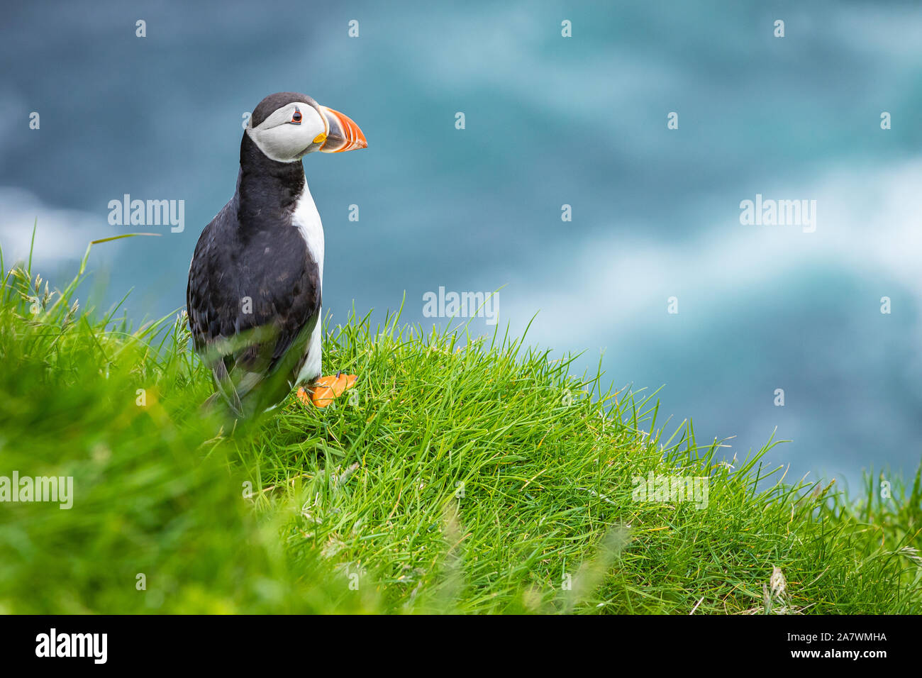 Puffins on Mykines cliffs and atlantic ocean. Mykines island, Faroe ...