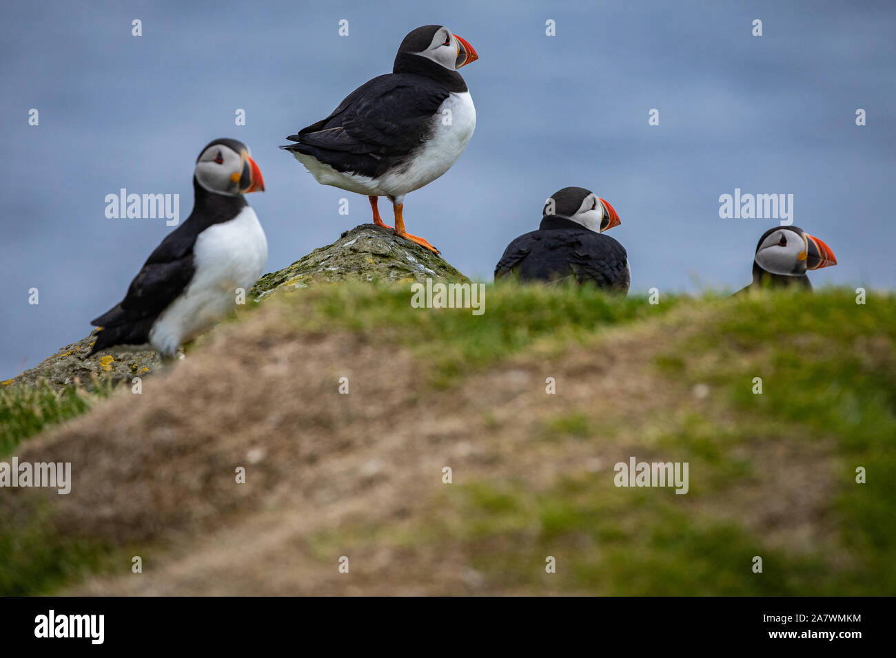 Puffins on Mykines cliffs and atlantic ocean. Mykines island, Faroe ...