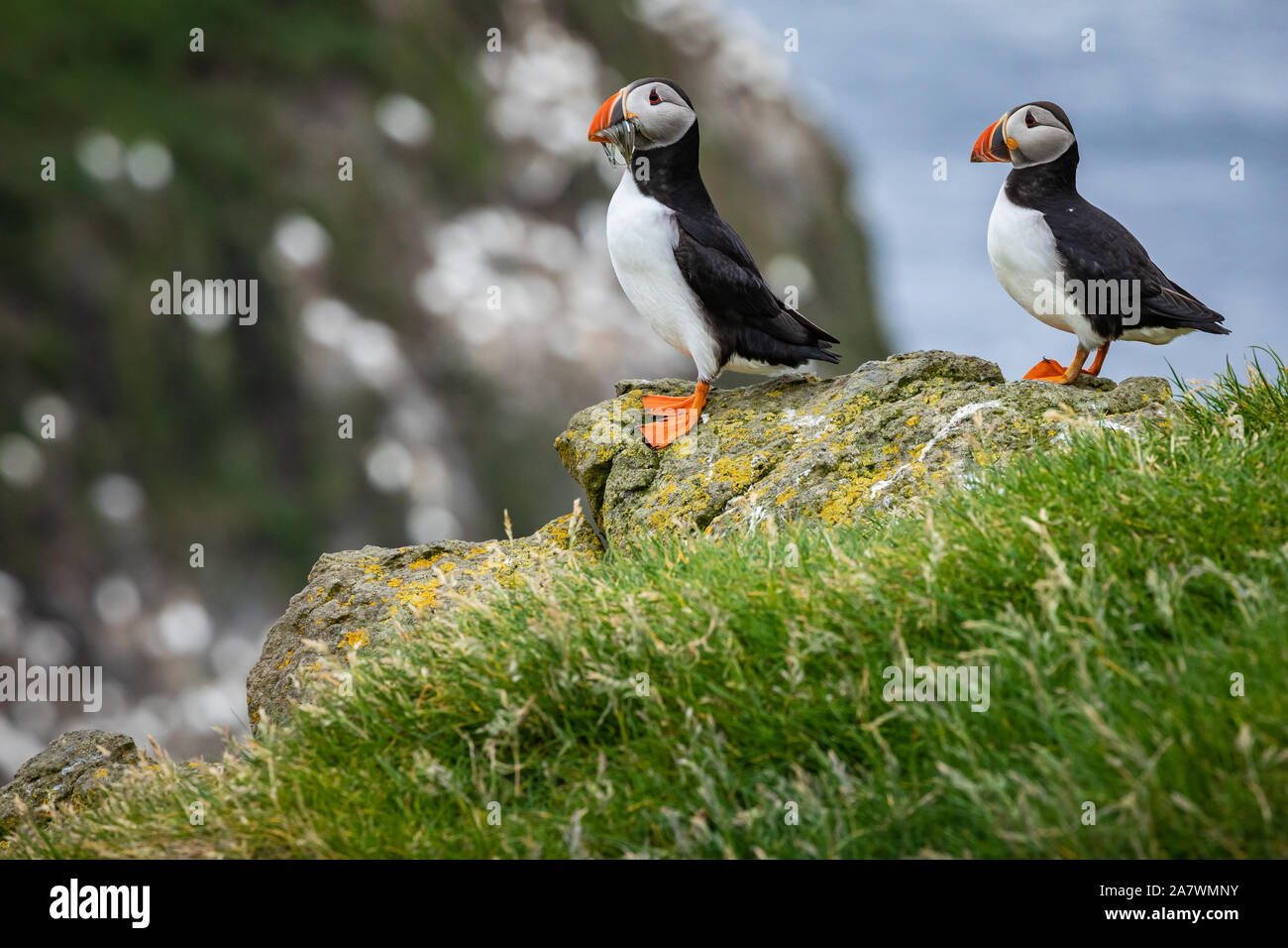 Puffins on Mykines cliffs and atlantic ocean. Mykines island, Faroe ...