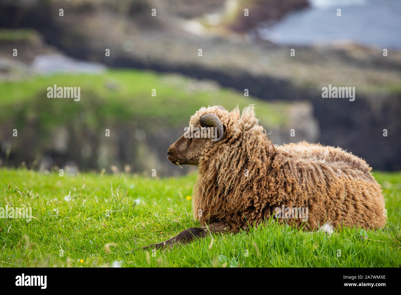 Wildlife in the Faroe Islands. Sheep on Vagar island. Faroe Islands ...