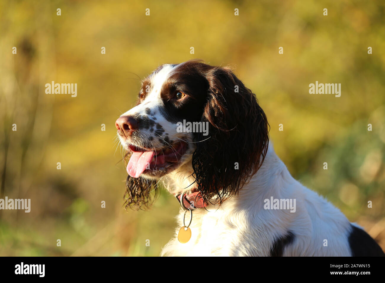 English springer spaniel fall hi-res stock photography and images - Alamy