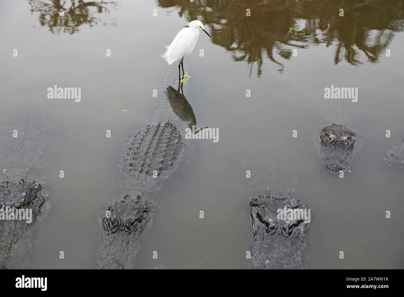 Florida alligator bird hi-res stock photography and images - Alamy