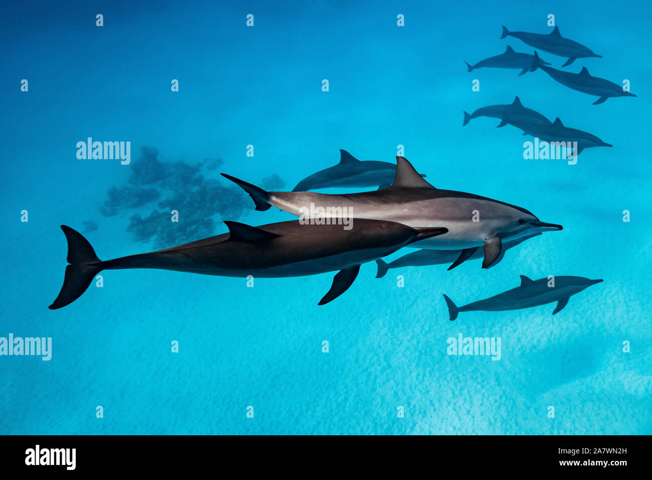 Dolphin pod underwater in red hi-res stock photography and images - Alamy