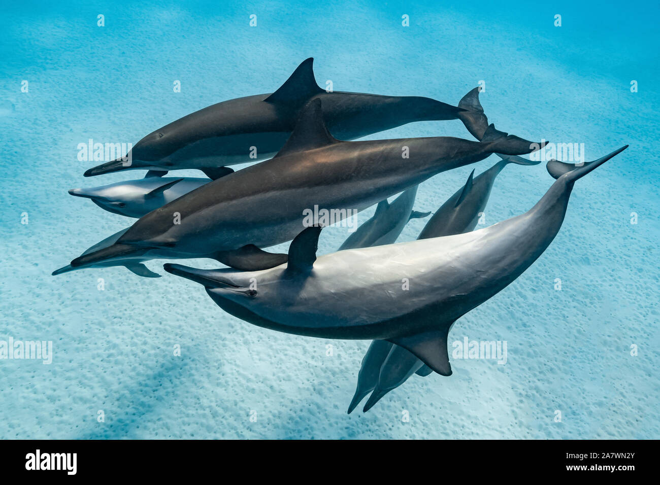 Dolphin pod underwater in red hi-res stock photography and images - Alamy