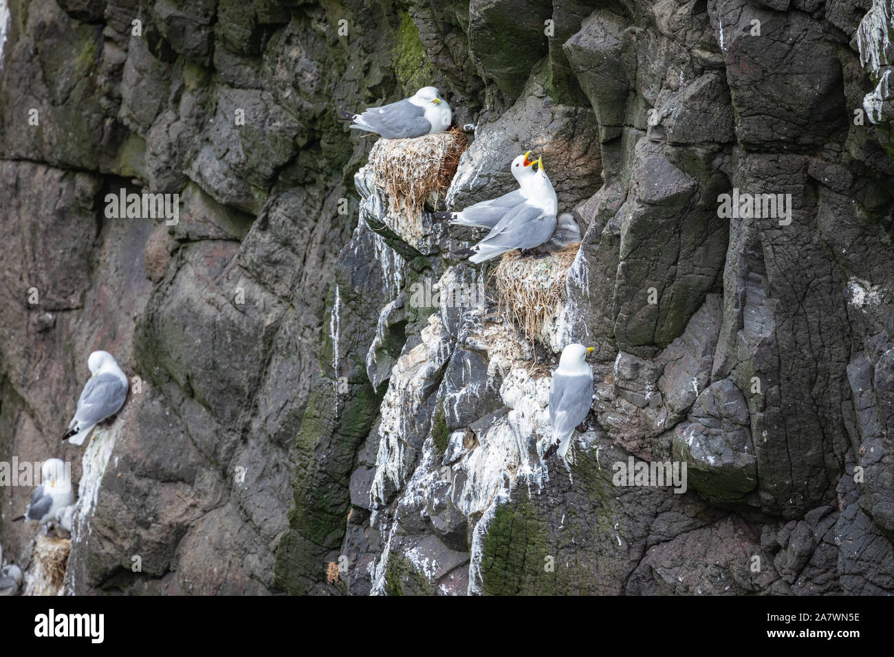 Seagulls nesting on cliffs of Mykines, Faroe Islands Stock Photo - Alamy