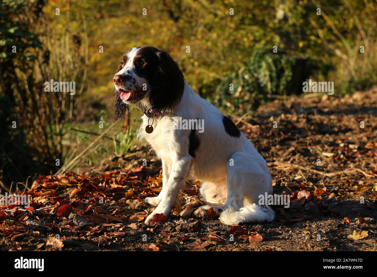 English springer spaniel fall hi-res stock photography and images - Alamy