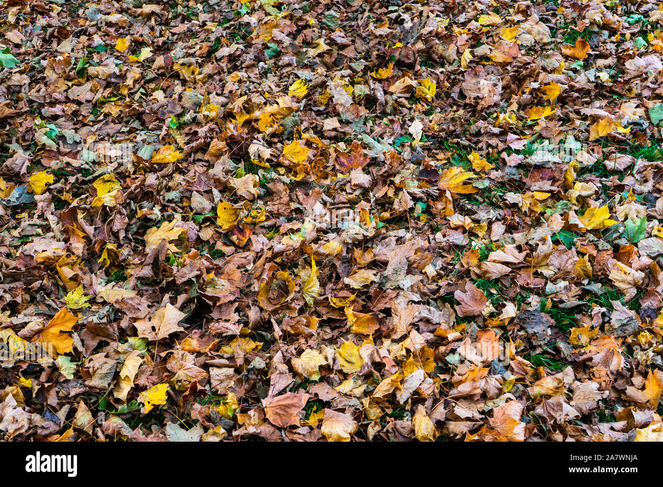Various shades of green leaves hi-res stock photography and images - Alamy